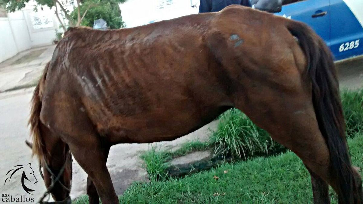 “A veces golpean a los caballos hasta matarlos”