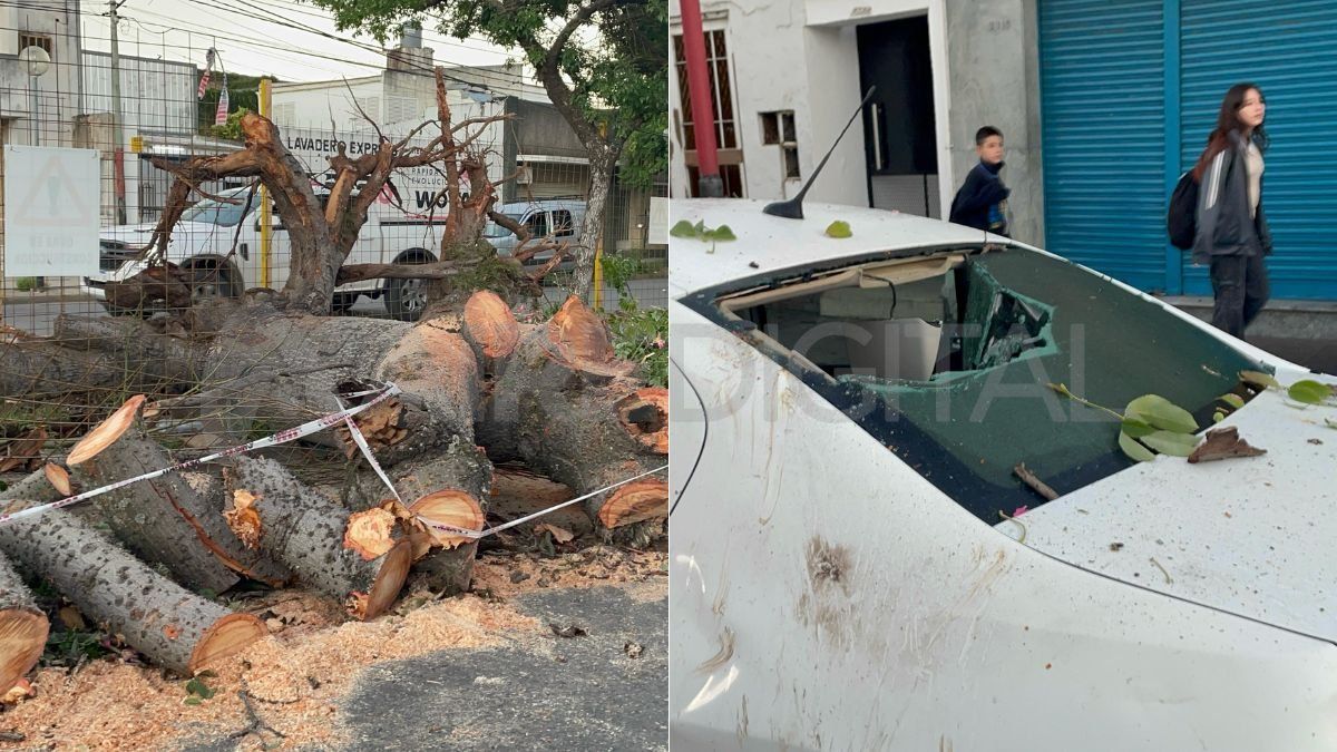 Santa Fe: un enorme palo borracho cayó en avenida J.J. Paso y dañó dos ...