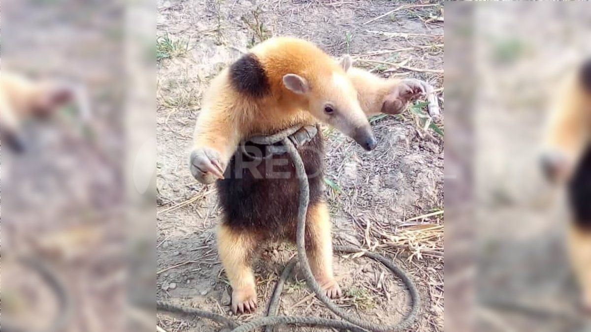 Hallaron un oso melero en la zona rural de San Javier