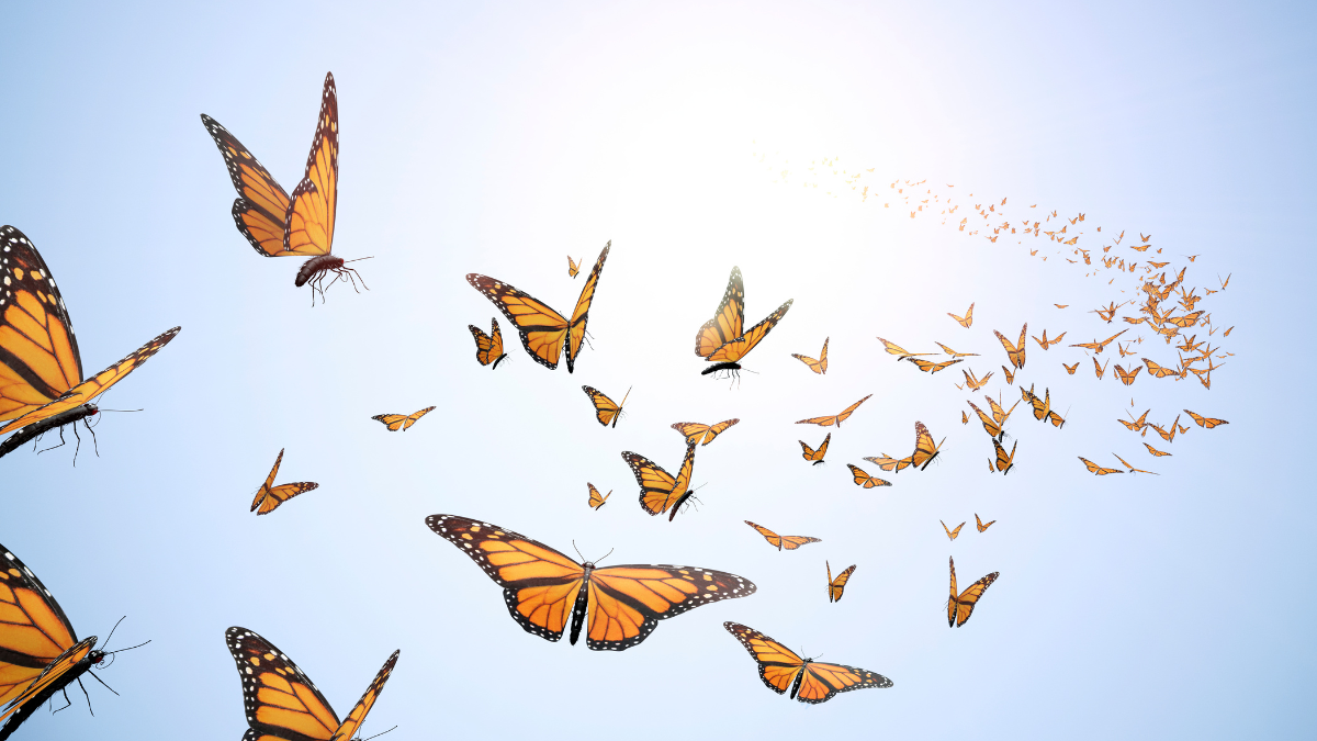 La guía completa para atraer mariposas a tu jardín