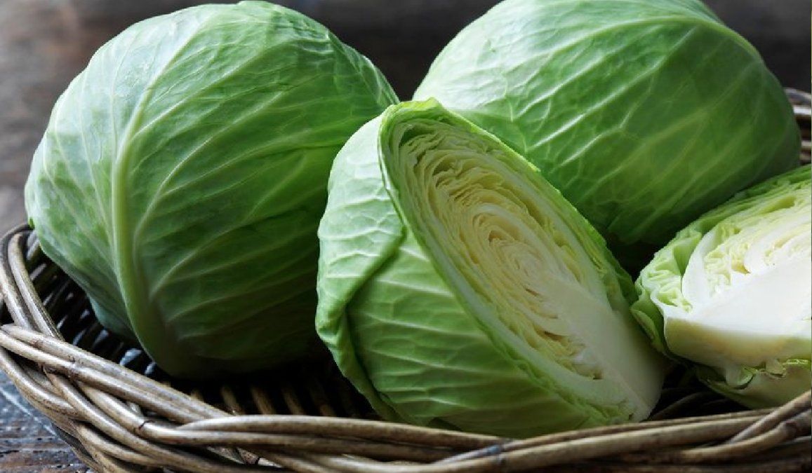 Cuáles son los beneficios del repollo