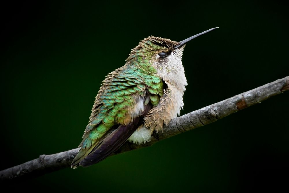Este es el enigmático lugar de descanso de los colibríes