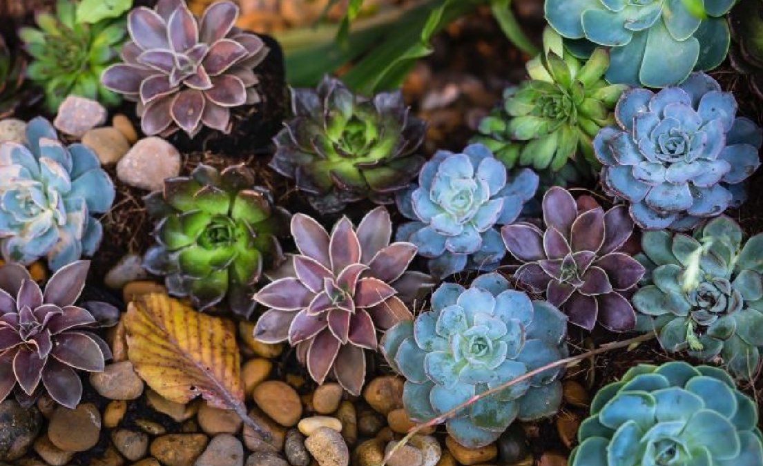 Suculentas con flores: qué hacer para que tus plantas no mueran en ...
