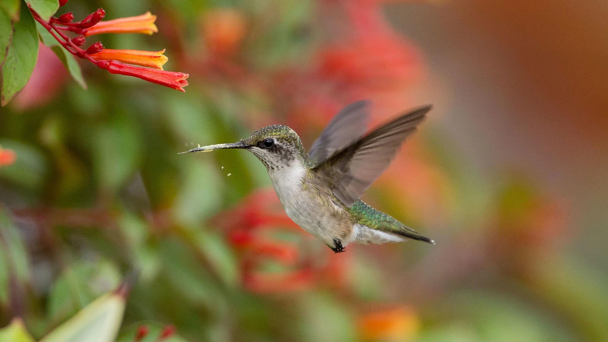 Cómo poliniza el colibrí