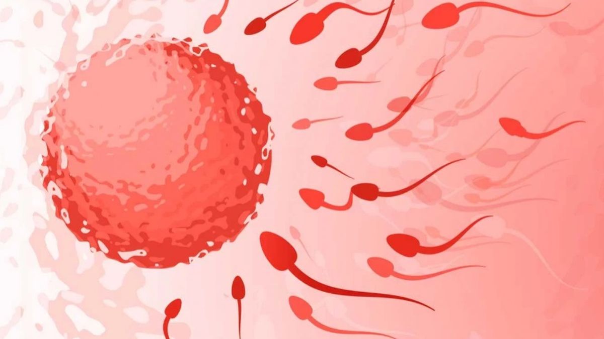 Qué son y cómo funcionan los kits de inseminación casera