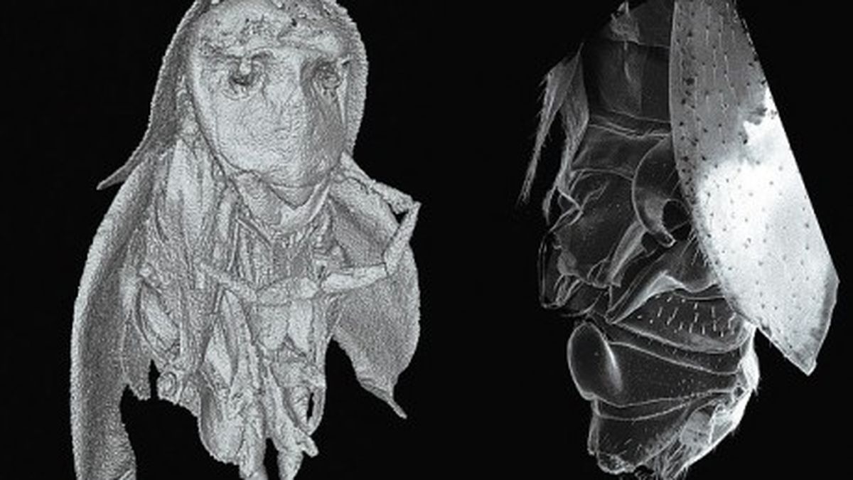 Esta es la cucaracha “sagrada” que hasta tiene aureola