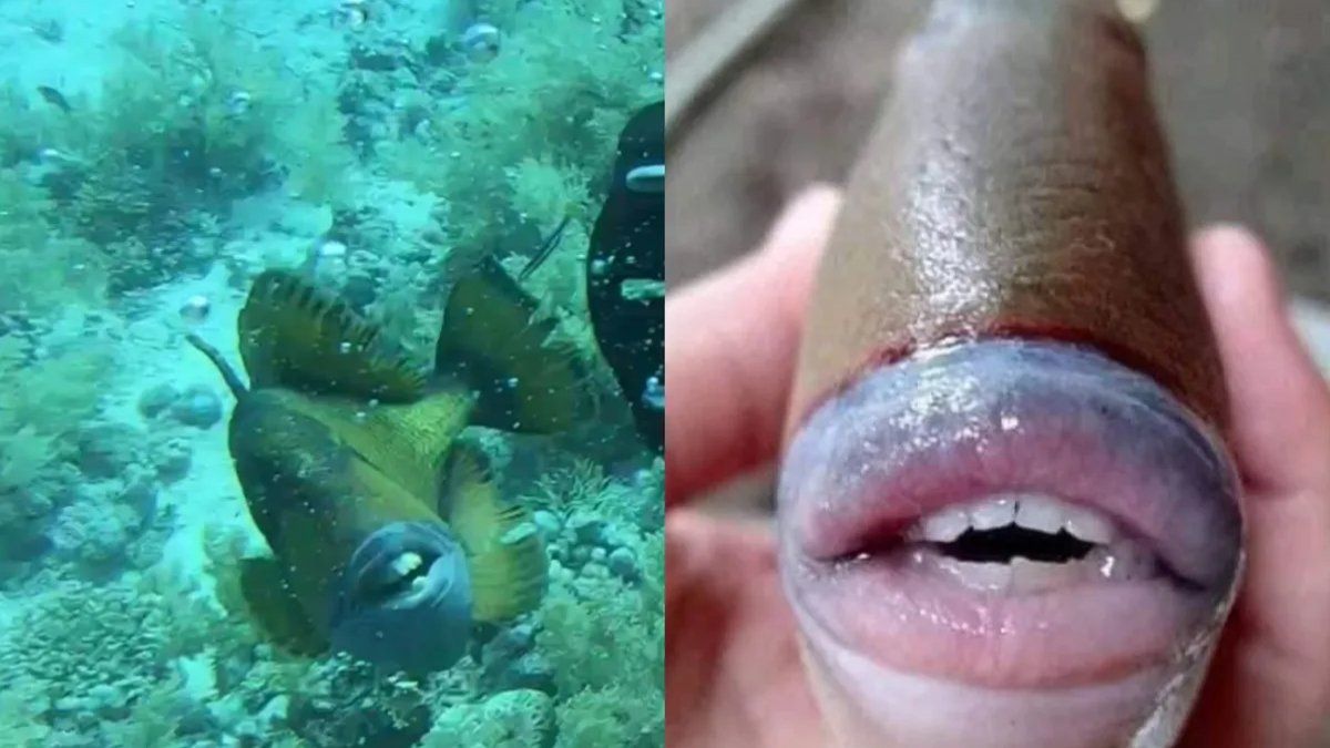 Terror en las profundidades: un buzo fue mordido por un pez con dientes ...