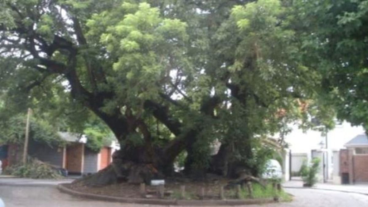 Derribaron un ombú con más de 500 años de vida