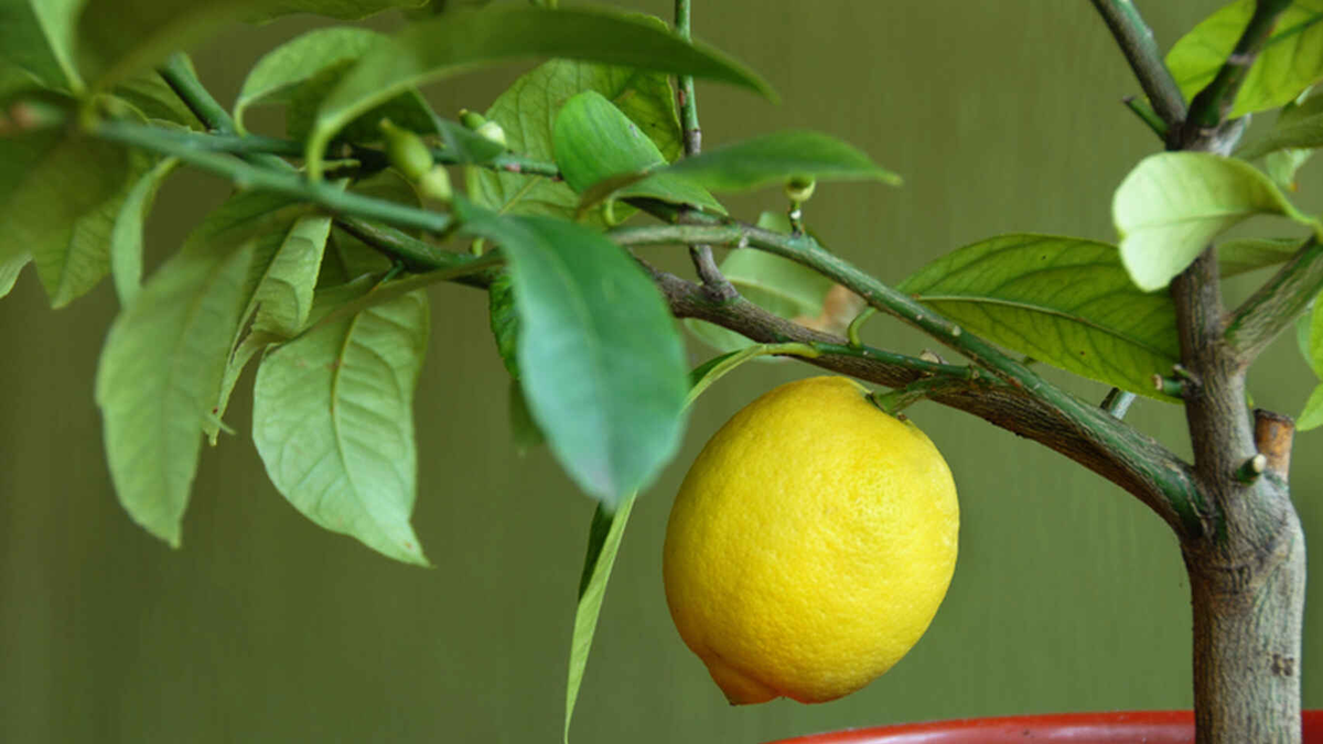 Por qué lavar el limonero con agua y jabón blanco es beneficioso para ...