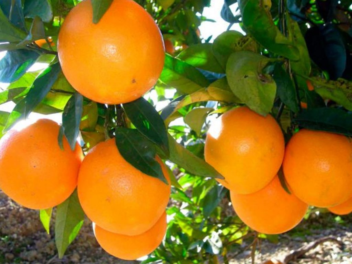 Adiós al desperdicio: trucos infalibles para sacarle el máximo provecho ...