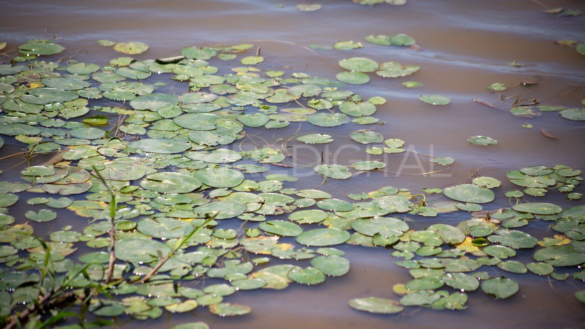 Día Mundial de los Humedales: un enorme reservorio de biodiversidad en ...