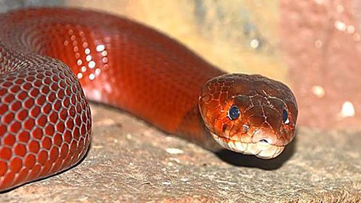 Una víbora roja desató el pánico en Santiago del Estero