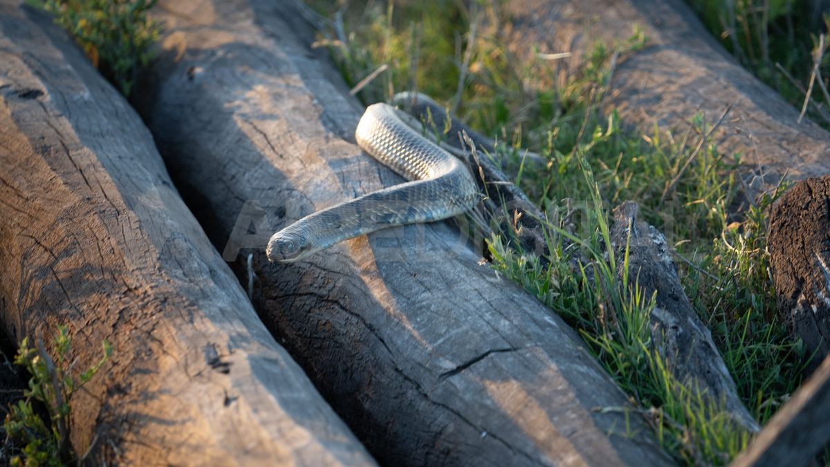 La reserva El Estero, un oasis que ayuda a conservar la fauna autóctona ...