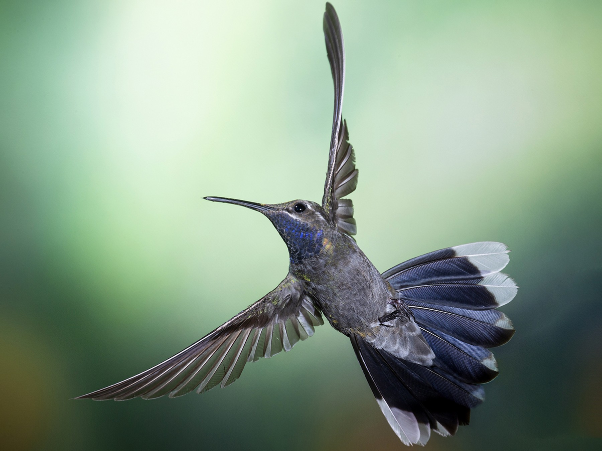 Dónde vive el maravilloso colibrí azul