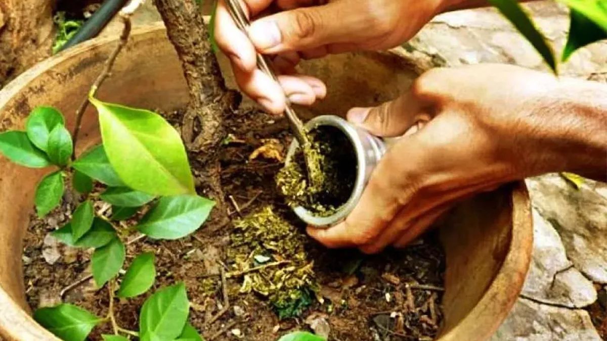 Por qué no poner yerba mate en las macetas de tus plantas