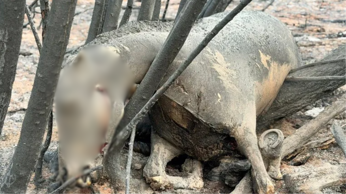 Incendios en la Patagonia: cómo se asiste a los animales heridos ...