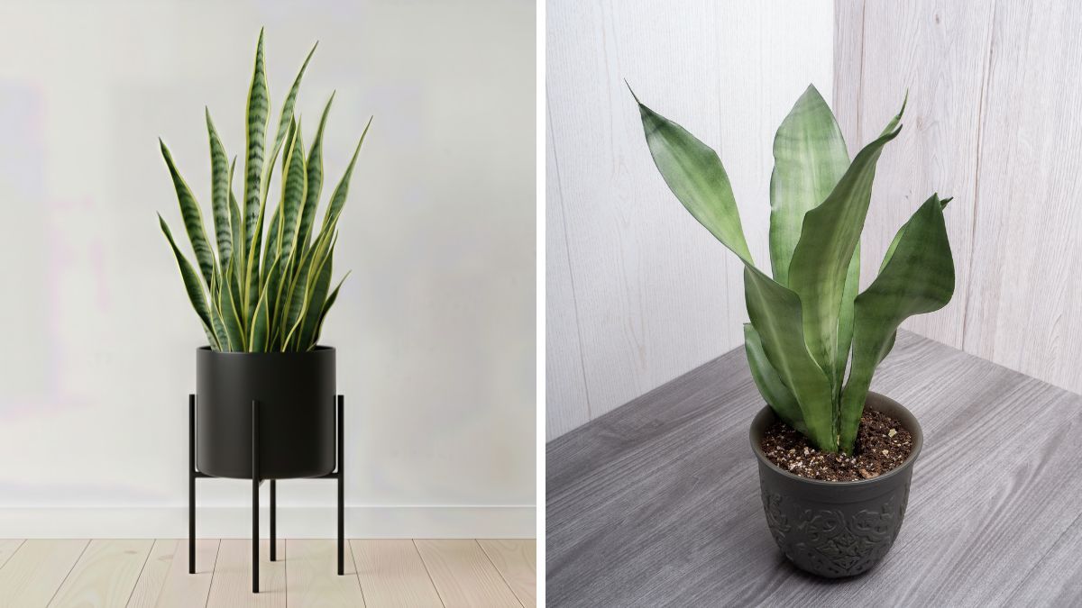 Sansevieria Moonshine o Zeylanica: cuál tolera más los espacios menos ...