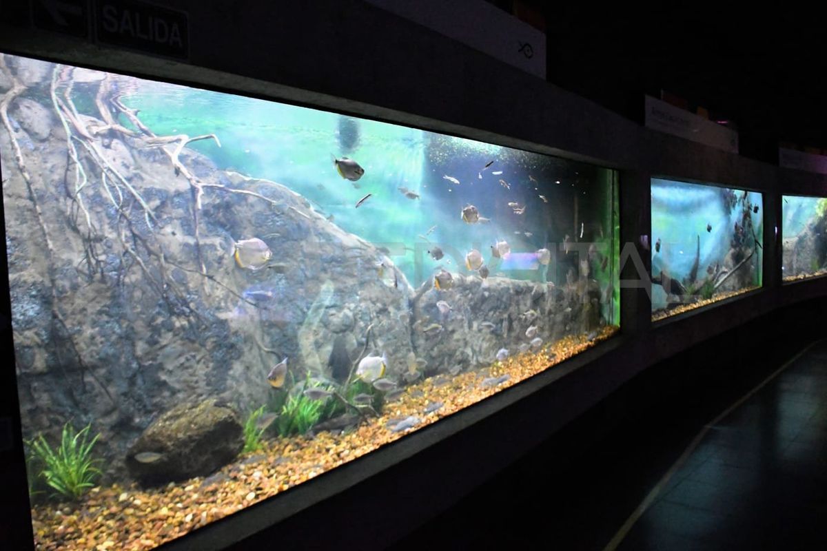 El Acuario del Río Paraná, el plan ideal para el verano en Rosario: qué ...
