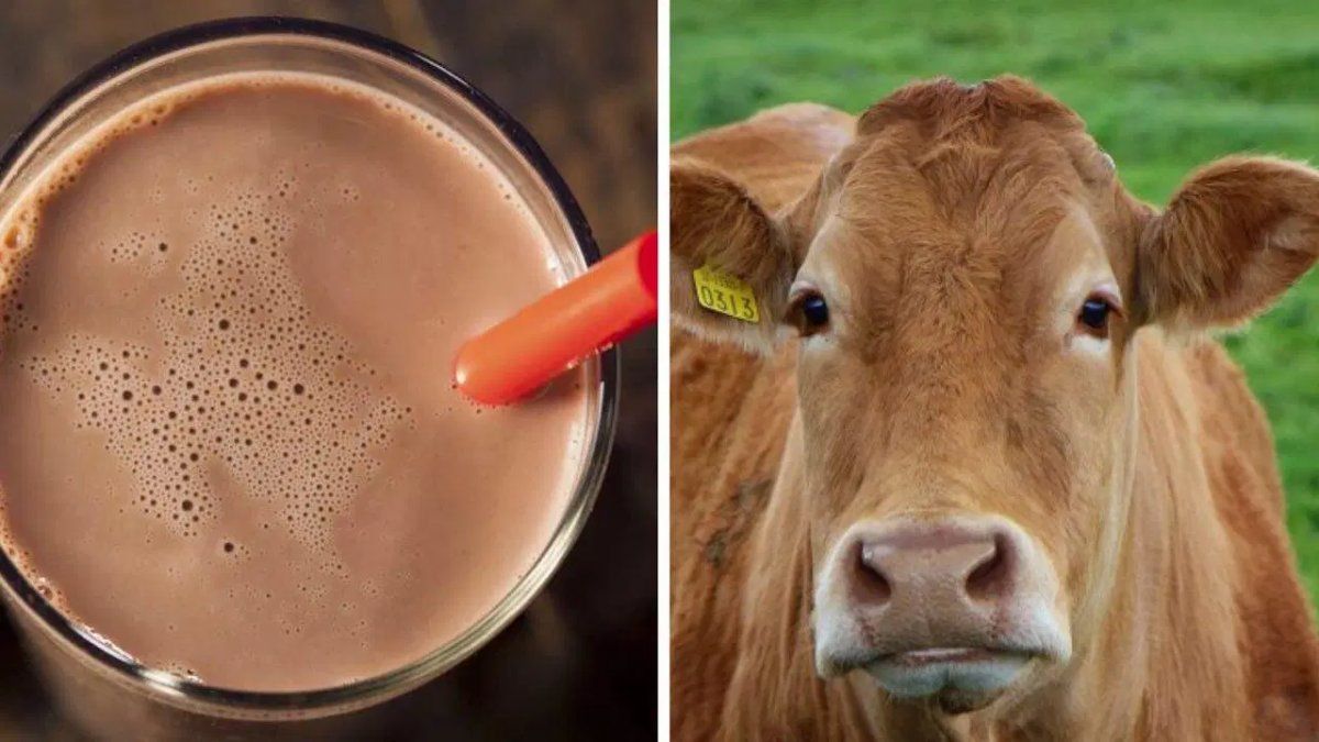 Millones de estadounidenses creen que la chocolatada viene de vacas ...