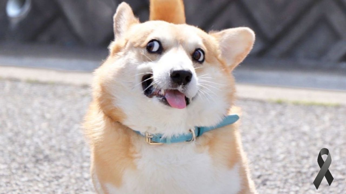 Murió Gen, el perro corgi que se hizo viral por sus curiosas muecas