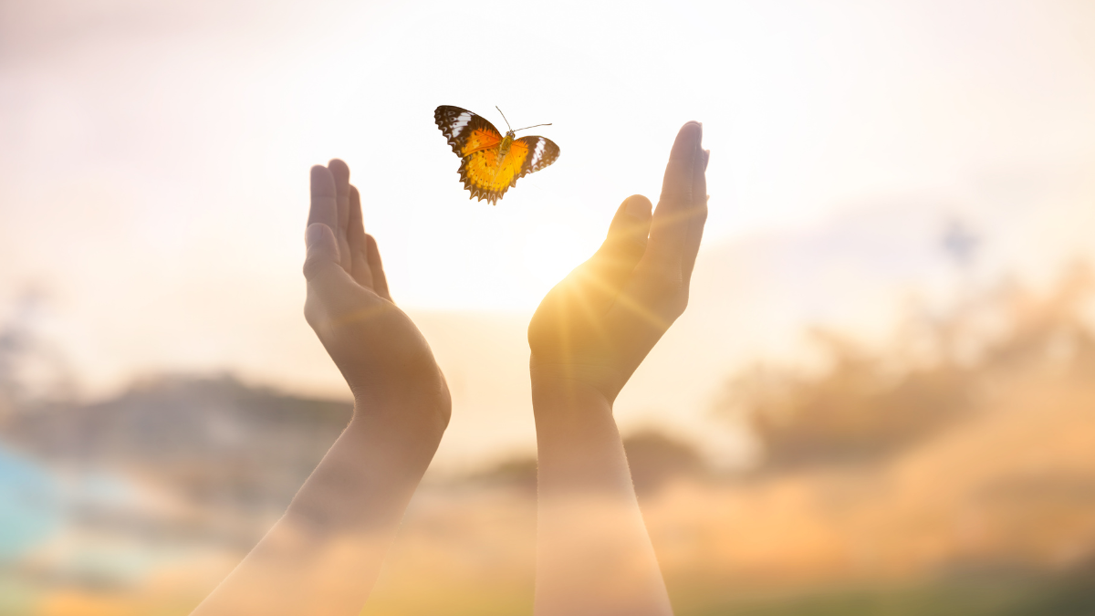 La guía completa para atraer mariposas a tu jardín