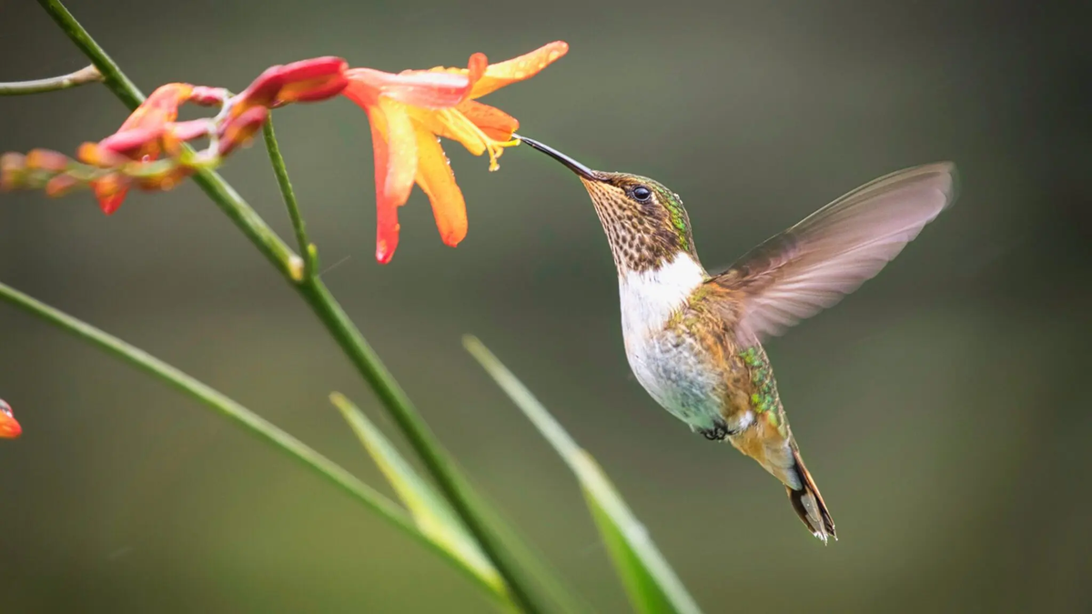Cuánto puede vivir el colibrí