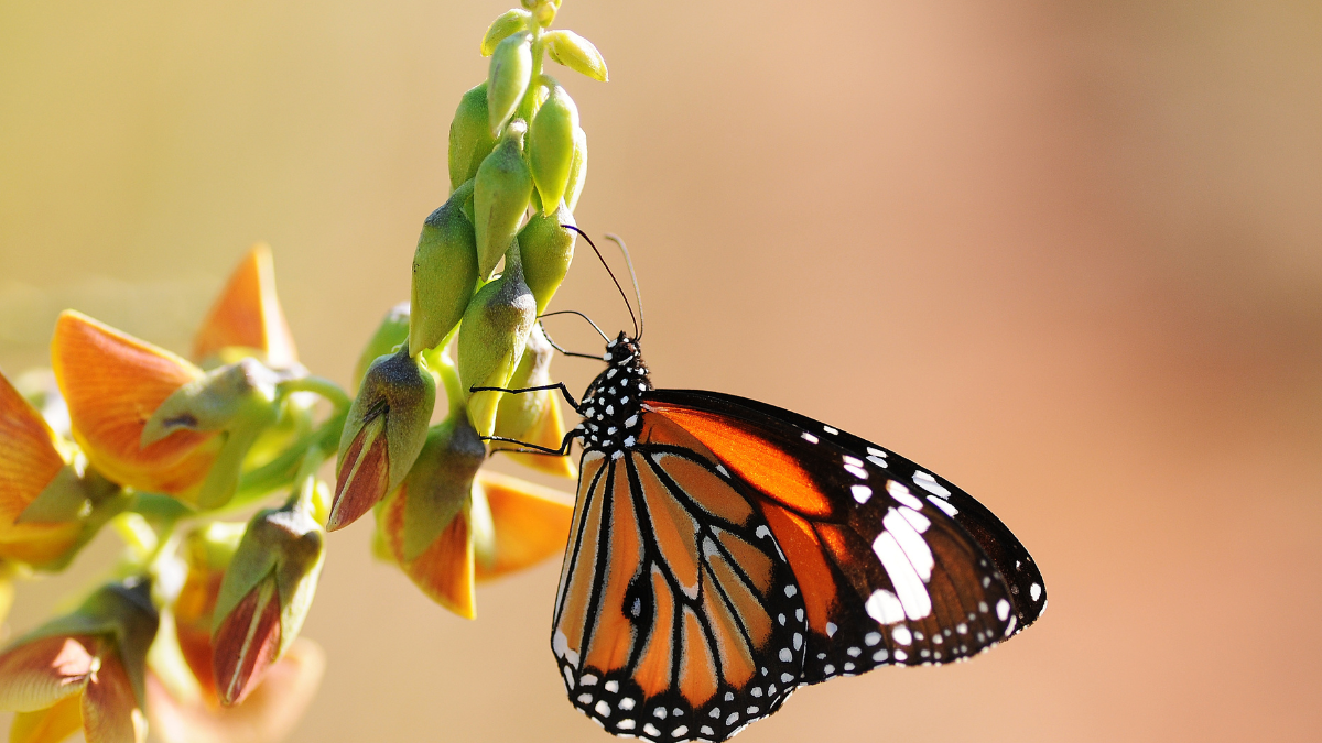 La guía completa para atraer mariposas a tu jardín