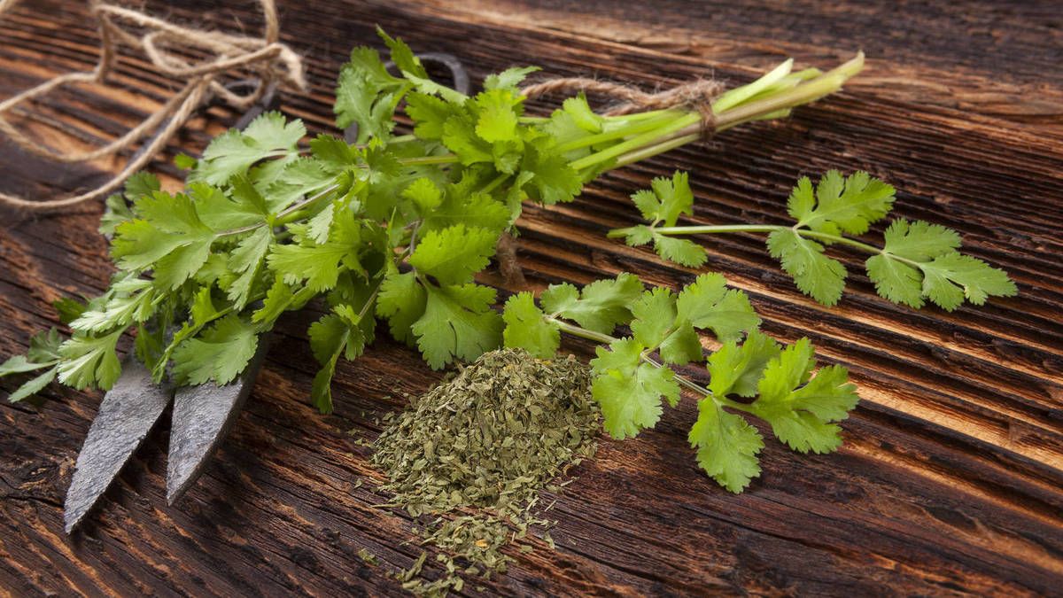 Cilantro: conoce las propiedades y beneficios de consumirlo