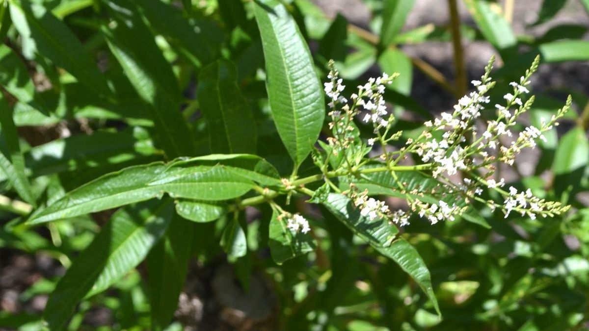 Beneficios del cedrón: la planta medicinal que ayuda a la digestión