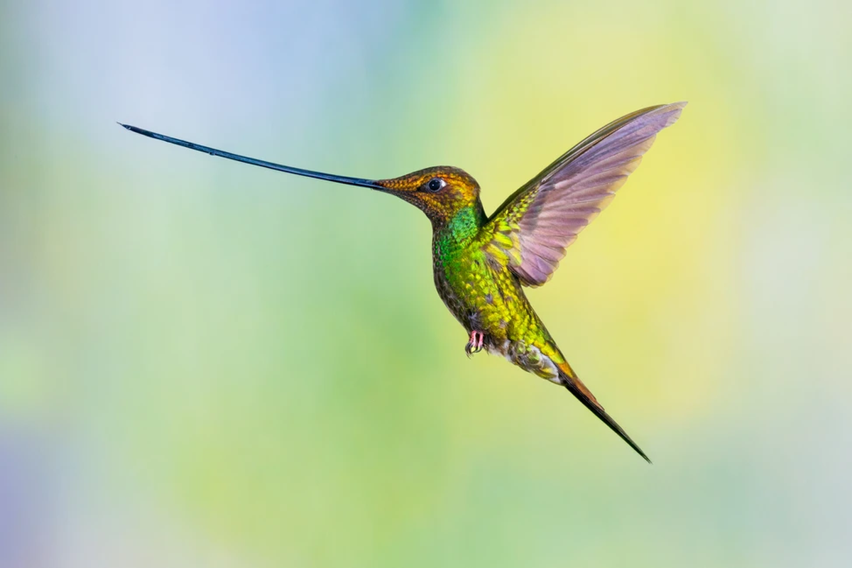 Cuántos colibrís existen
