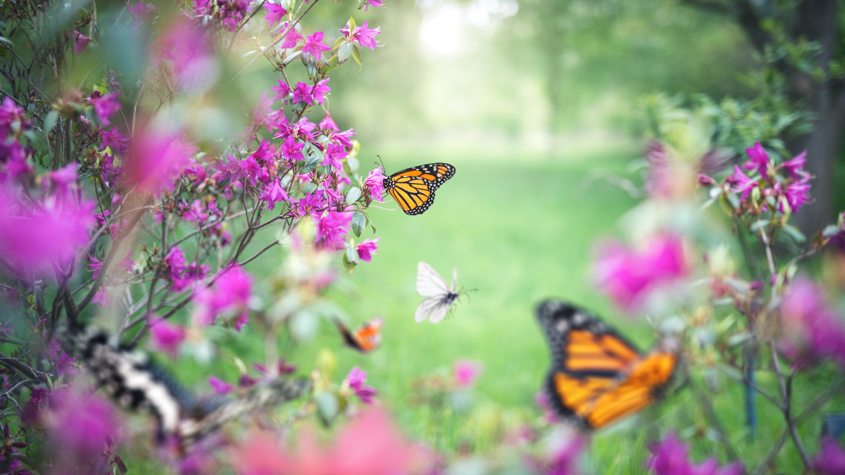 La guía completa para atraer mariposas a tu jardín