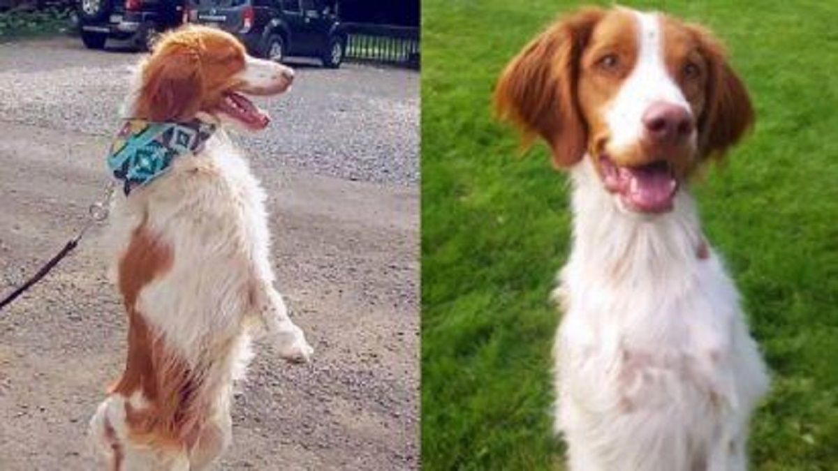 Viral: la historia de Dexter, el perro que camina como una persona