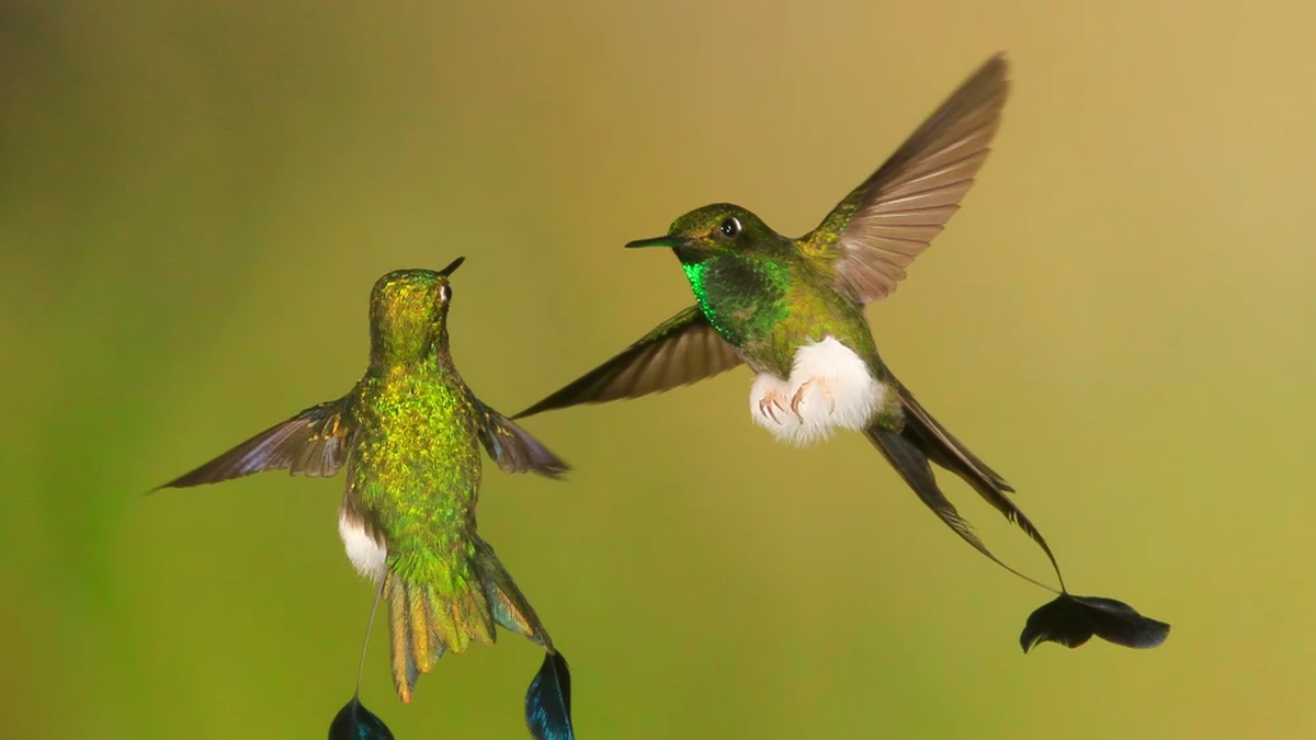 Cuántos colibrís existen