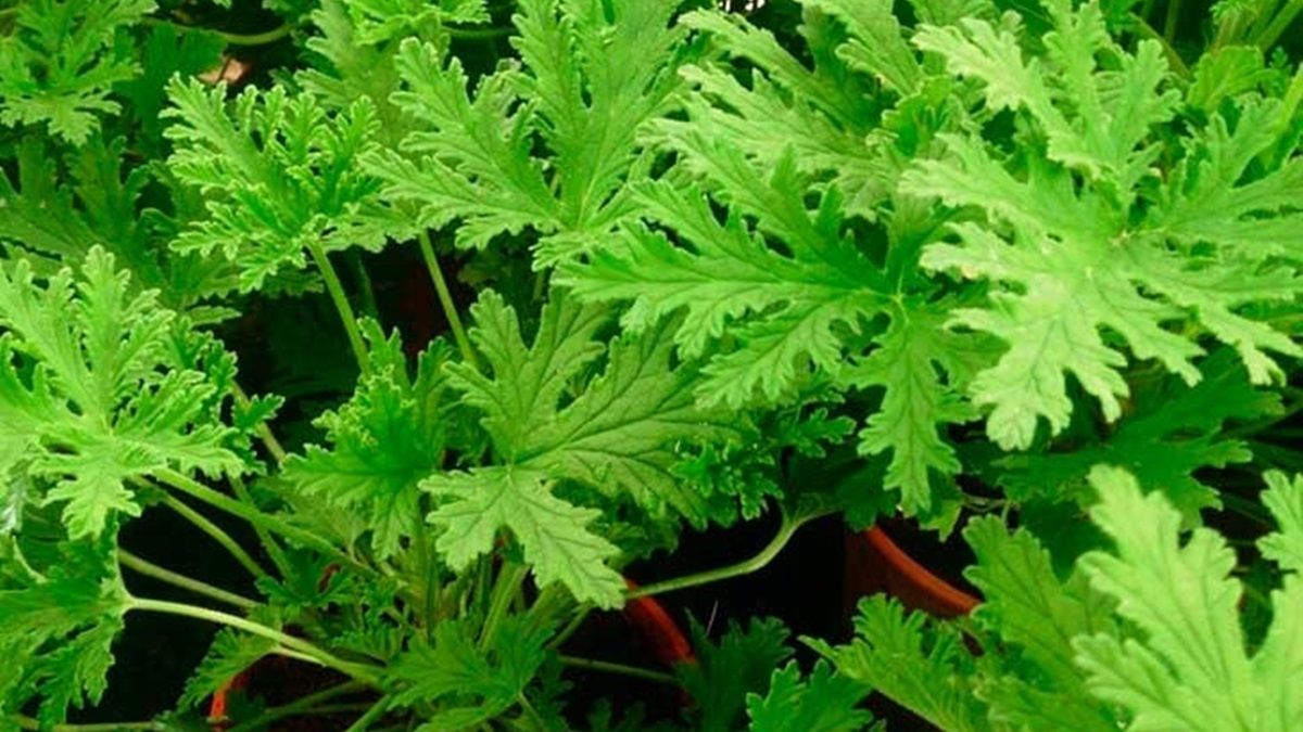 Citronela, el repelente natural para combatir los mosquitos en Santa Fe