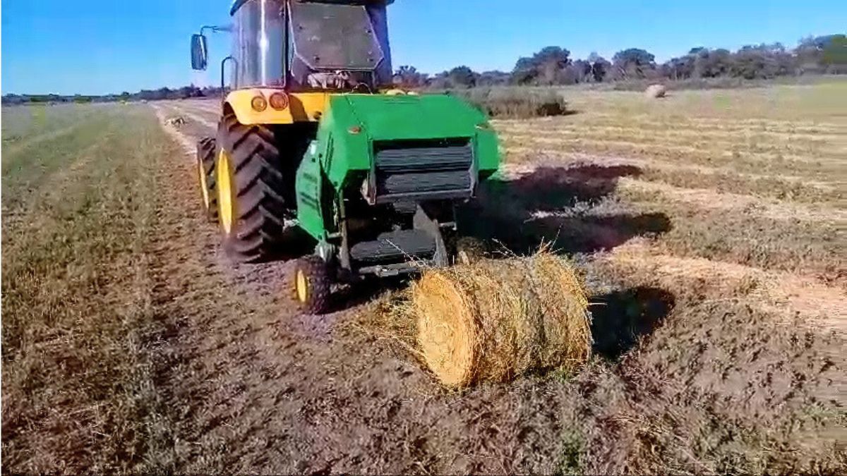 Mini rollos de alfalfa, una solución tecnológica para pequeños productores