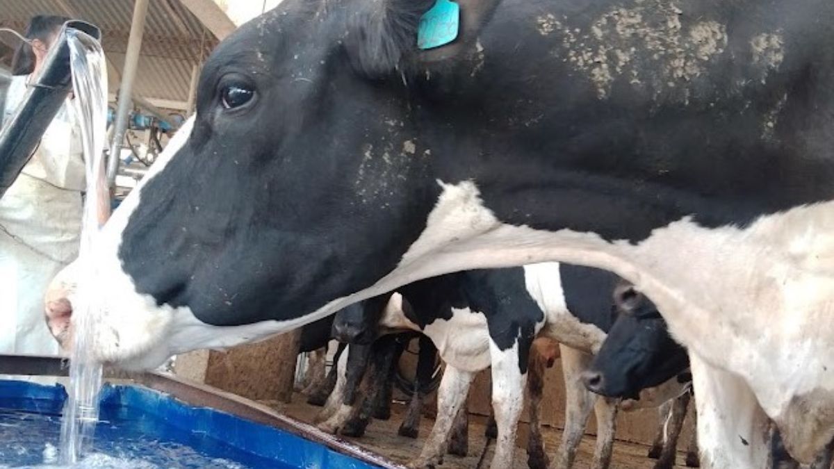 Una vida en el tambo y una tarea que te moldea el carácter: la historia de Claudia Gerlero