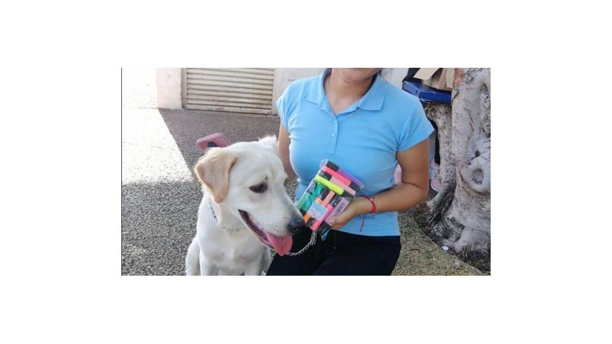 Scott, el perro que vende resaltadores para operarse y seguir caminando