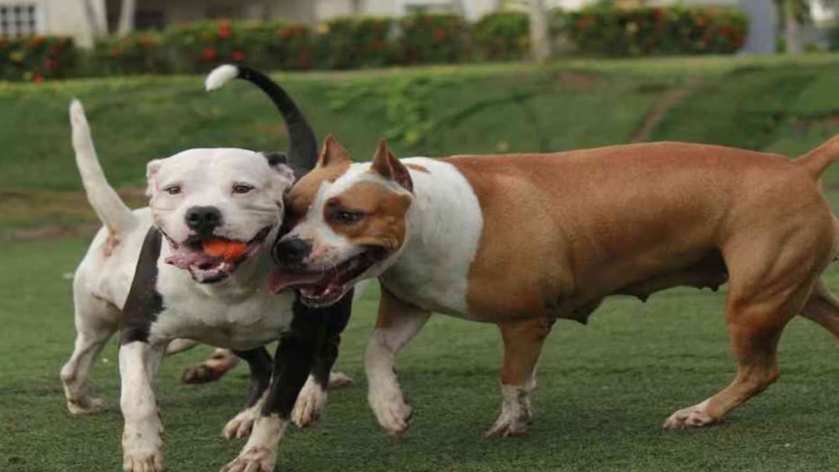 Hallaron muertos y flotando en un río de Salta a dos perros pitbull que ...