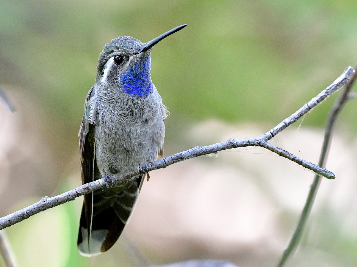 Qué significa ver un colibrí azul