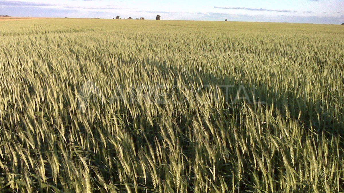 Trigo Más De Dos Millones De Hectáreas De Cultivo Presentan Buenas