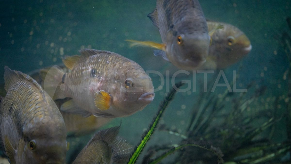 Para combatir el dengue: siembran en Santa Fe ejemplares del pez chanchita