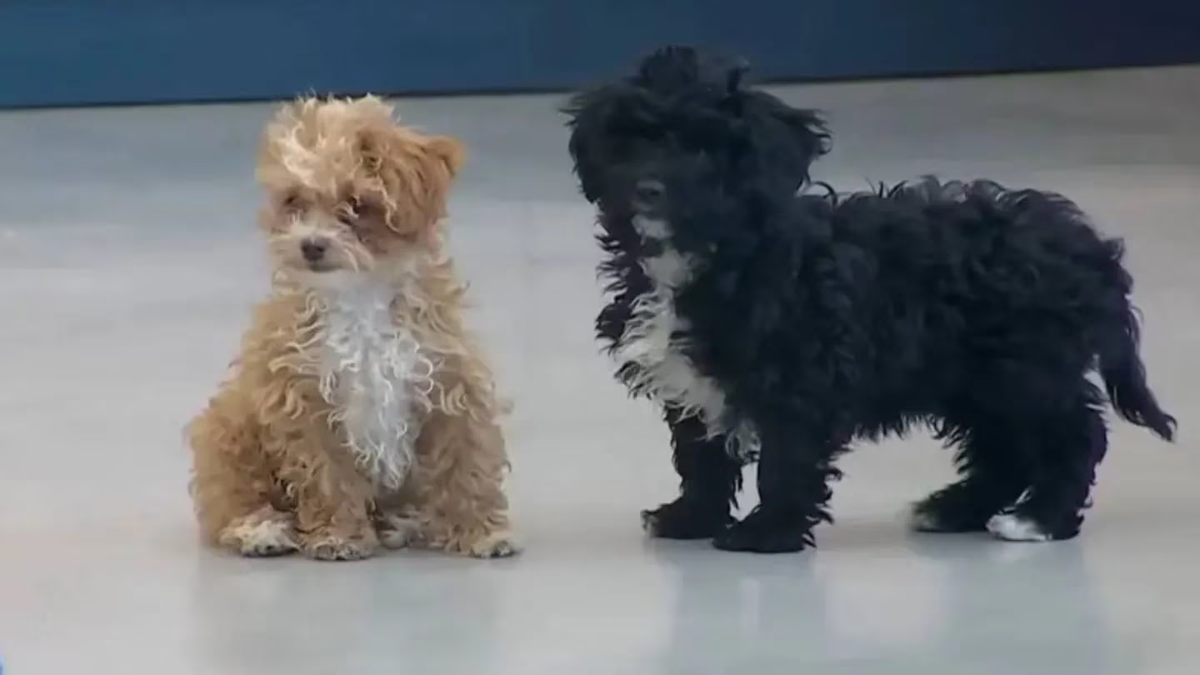 Qué fue de la vida de Caramelo, el perrito de Gran Hermano