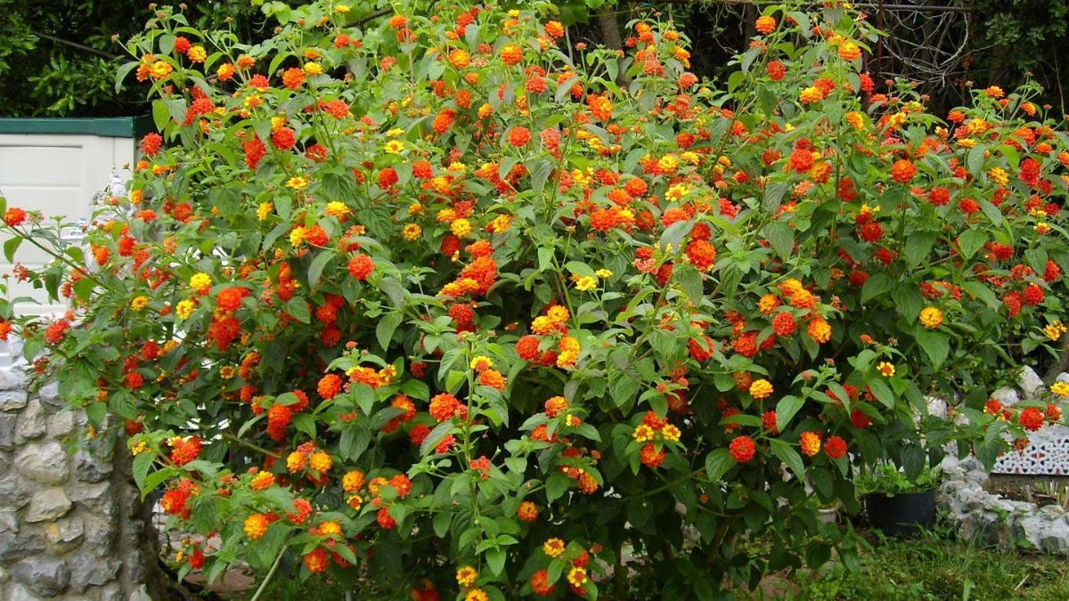 Ni rosas ni claveles: la planta que da flores todo el año y transforma ...