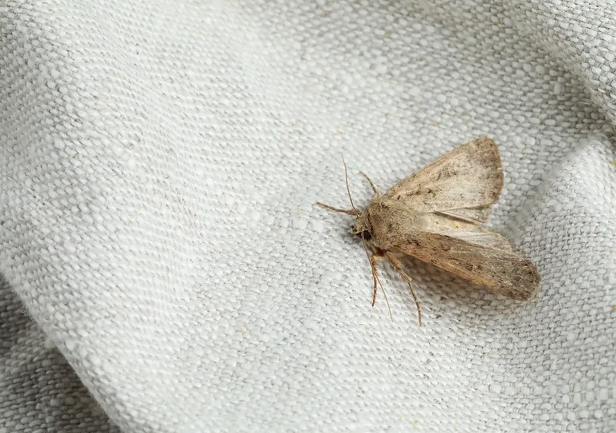 El VERDADERO significado detrás de que aparezcan polillas en tu casa