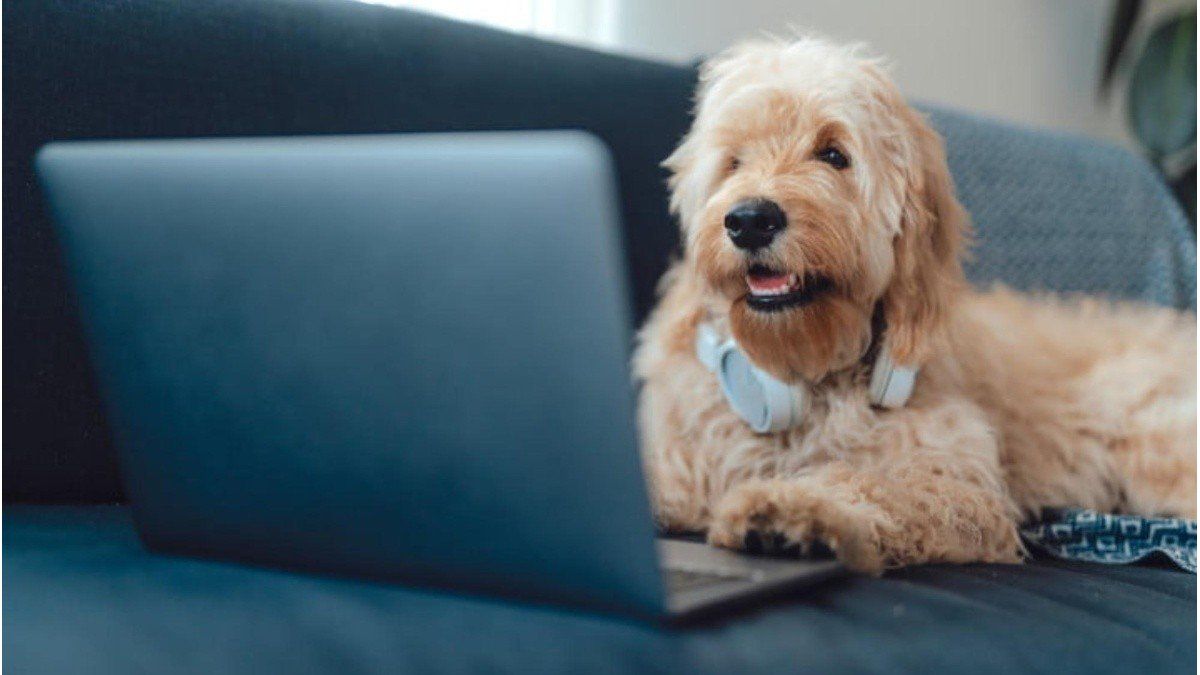 Así es DogPhone: el dispositivo que pronto permitirá que realices ...