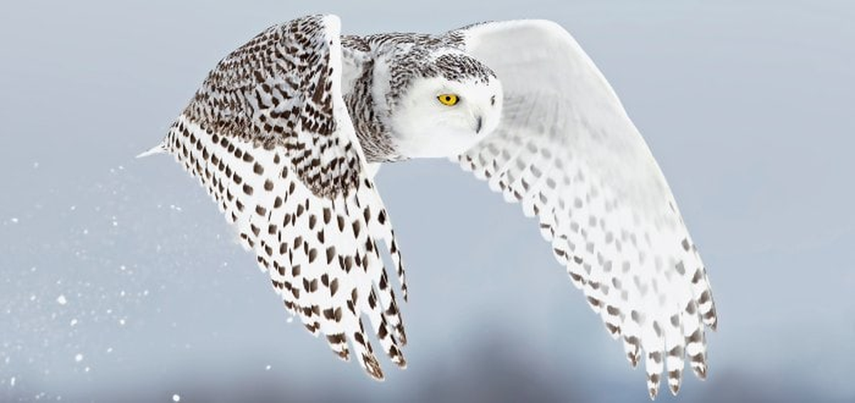 Qué simboliza el búho blanco