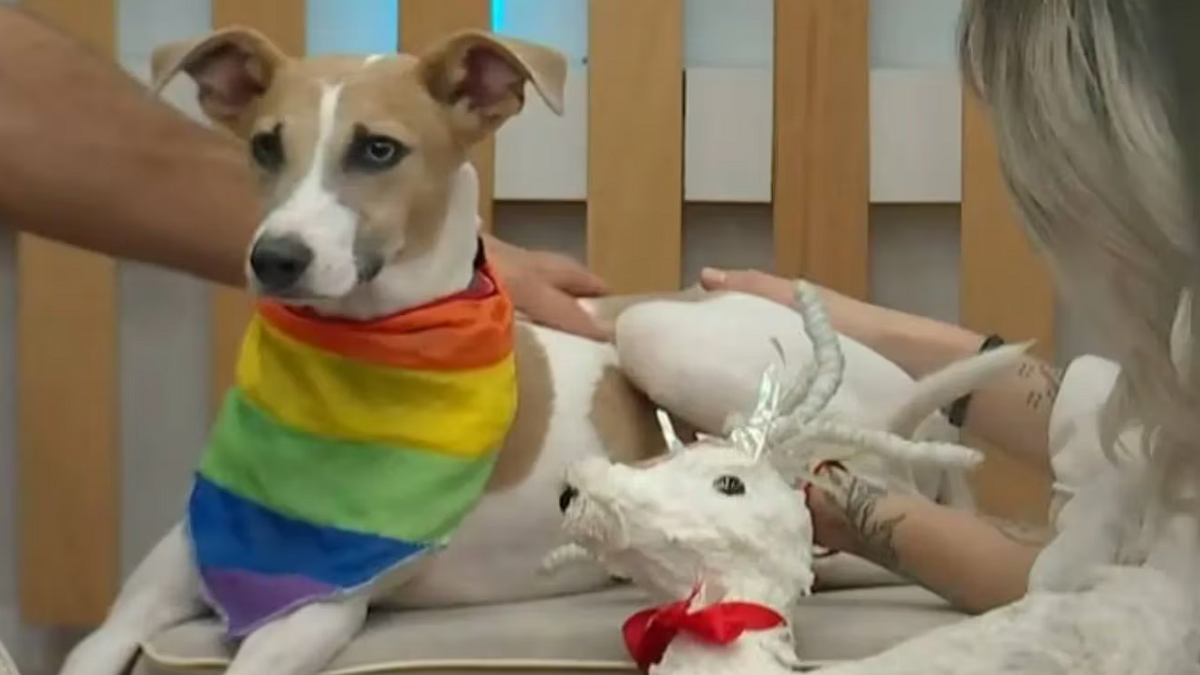 La tremenda advertencia de Gran Hermano a Arturo, el perrito de la casa