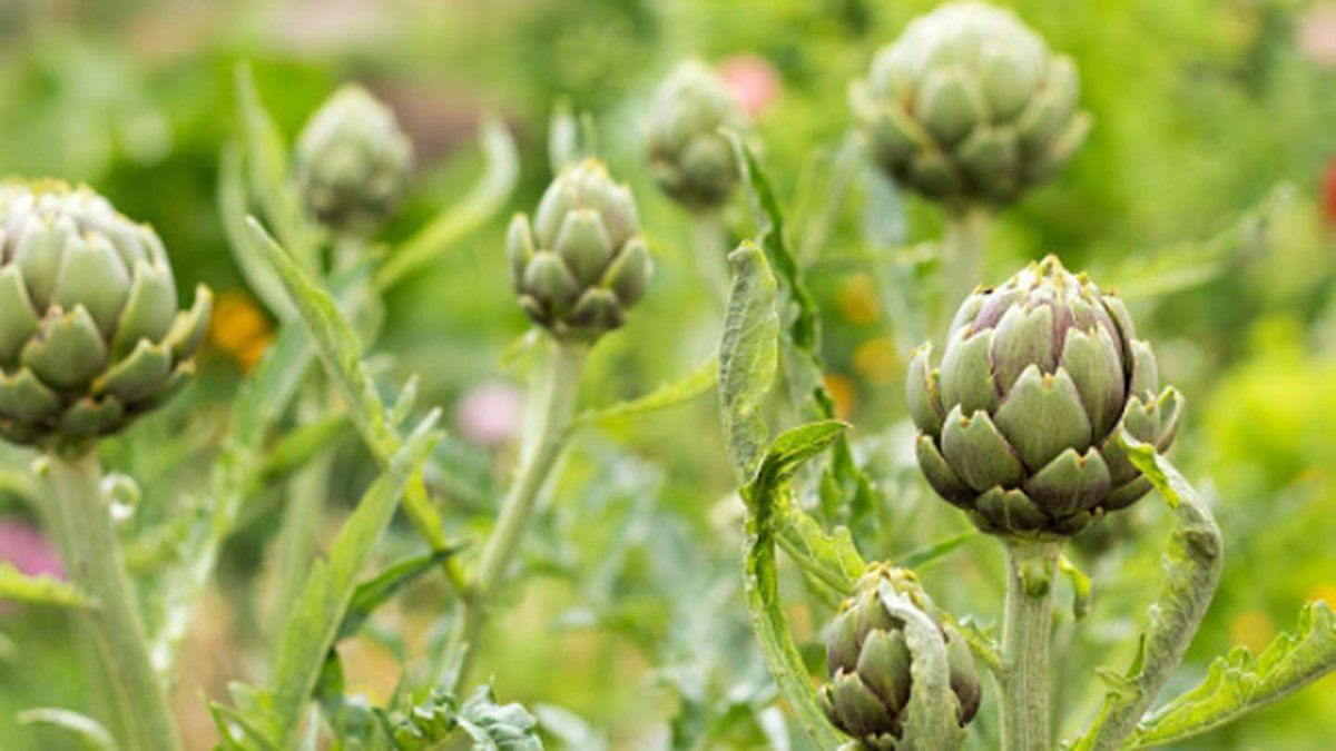 5 beneficios del alcaucil para la salud