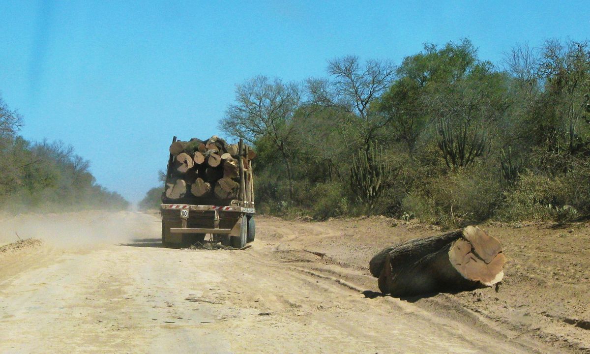 El Gran Chaco perdió más de 14 millones de hectáreas de vegetación ...