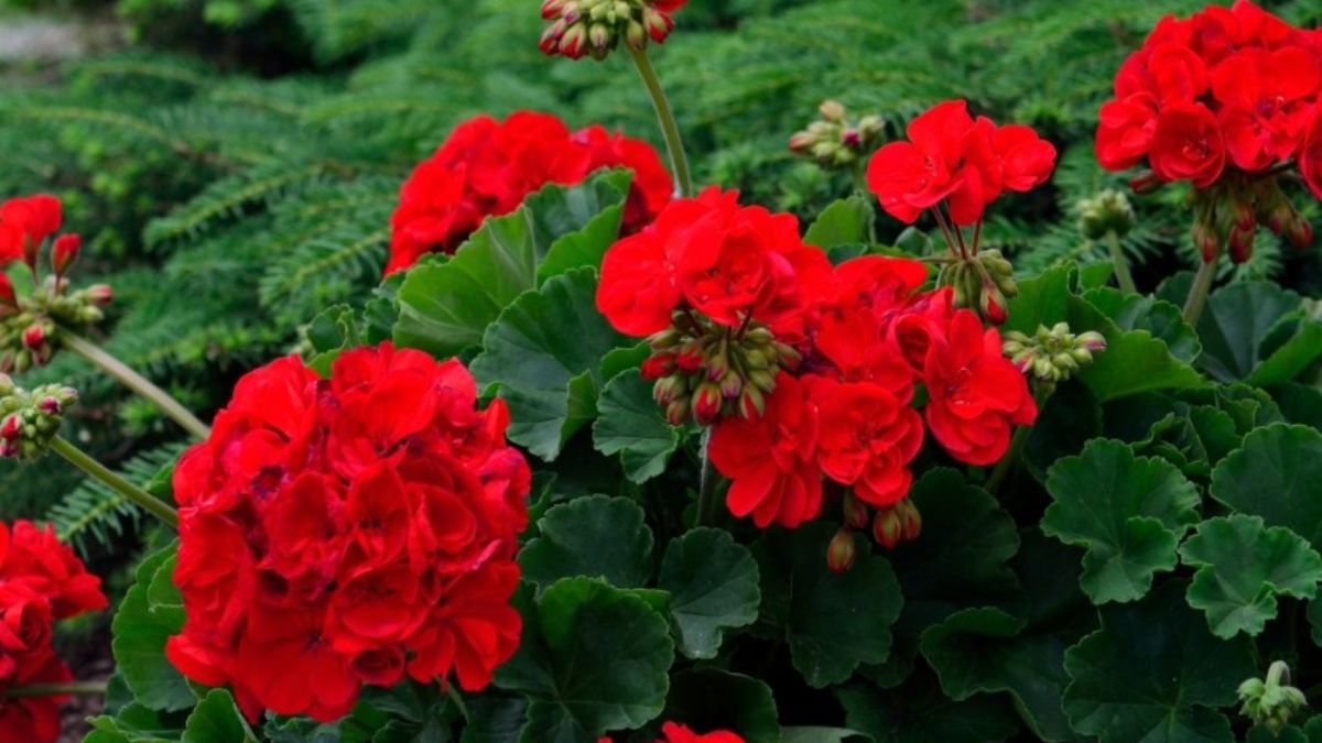 El ingrediente de cocina que hace explotar de flores a tus malvones en ...